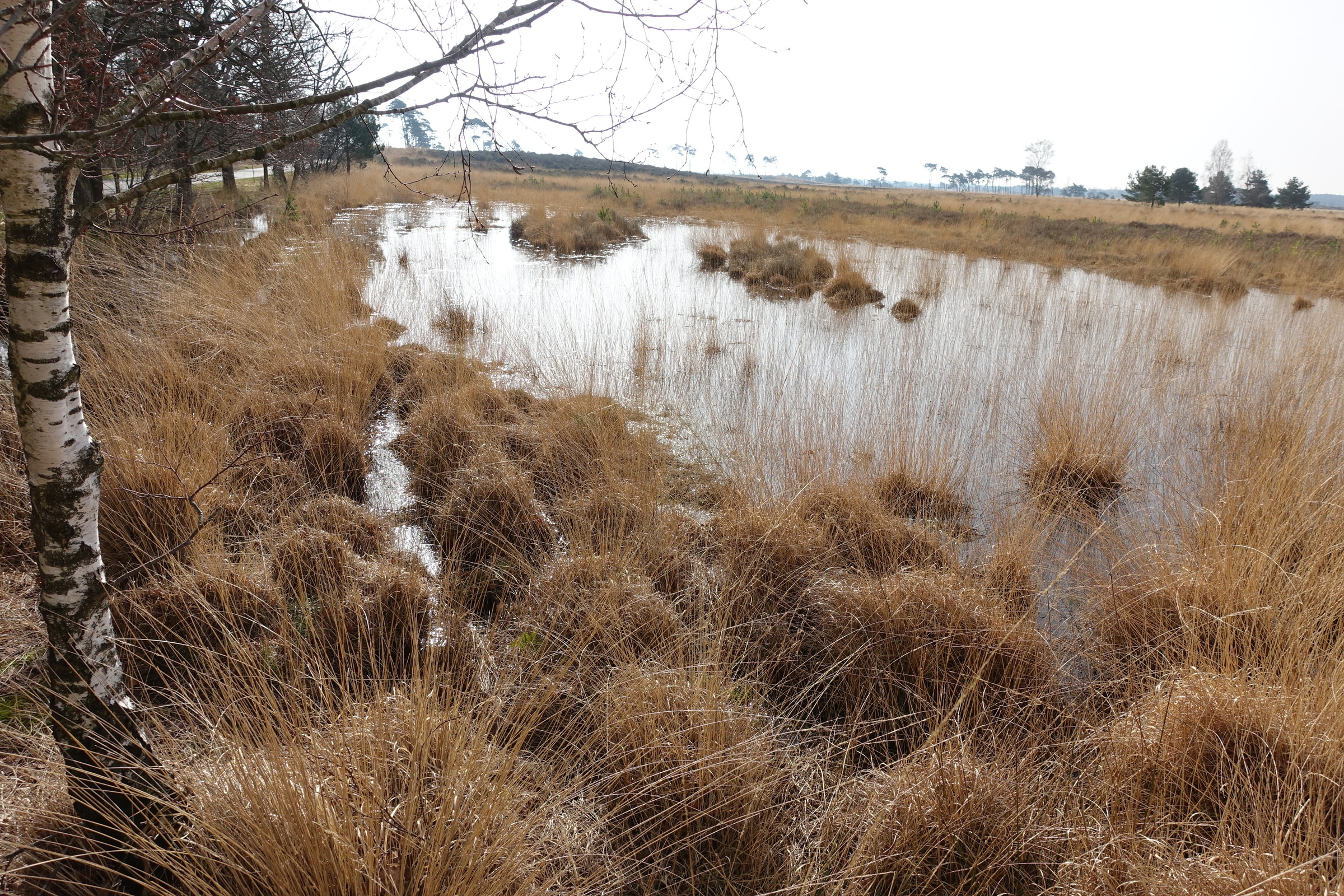 Landschapsbiografie Kalmthoutse Heide vormt basis Masterplanproces ...