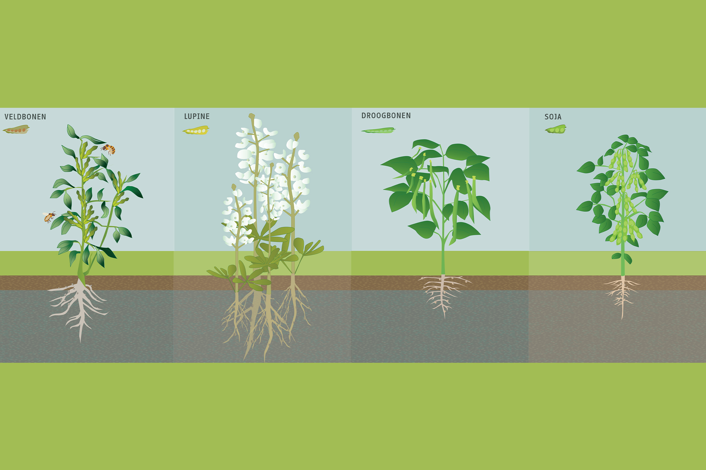 Natuurpositieve eiwitteelt - Strootman